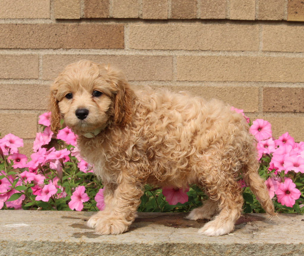 Forever Puppy For Sale Dalton OH Male-Cooper – AC Puppies LLC