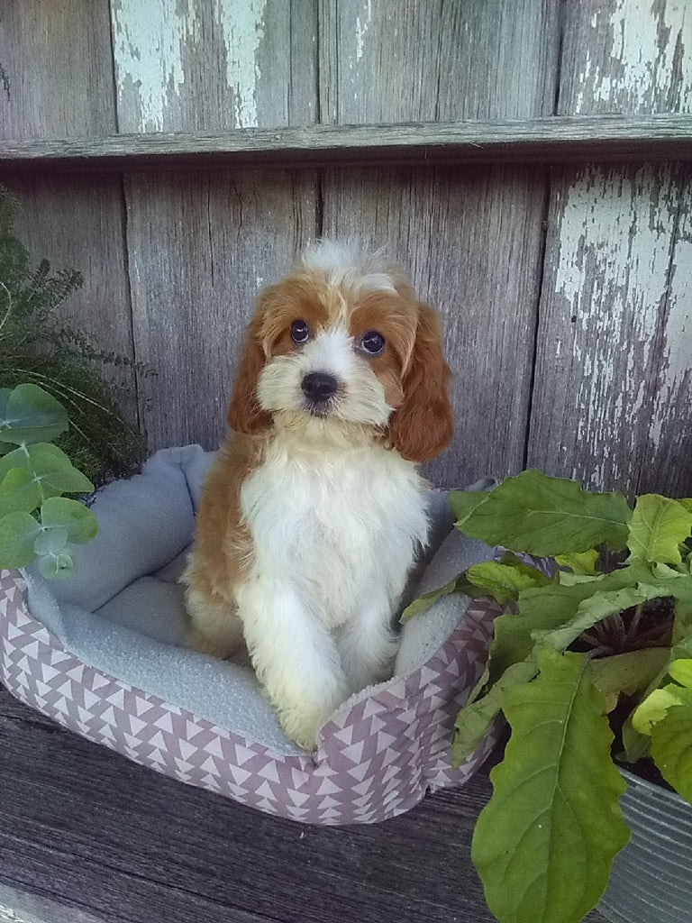 Cavapoo For Sale Millersburg OH Female-Lily – AC Puppies LLC