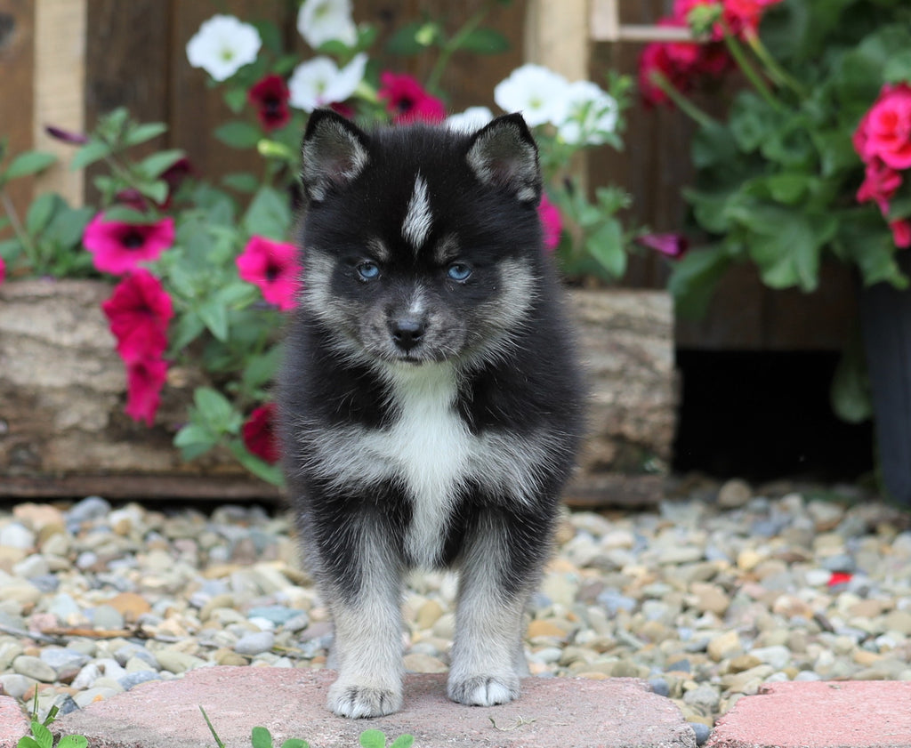 Mini Pomsky For Sale Warsaw Oh Female Molly Ac Puppies Llc