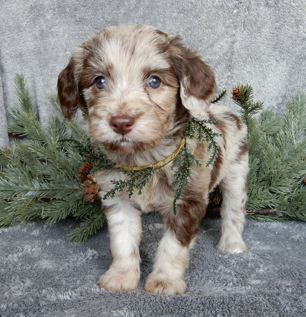 Medium F1B Labradoodle For Sale Millersburg OH Female-Bonnie – AC ...