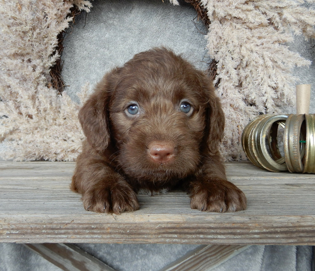 Medium F1 Labradoodle For Sale Millersburg OH Female-Dixie – AC Puppies LLC