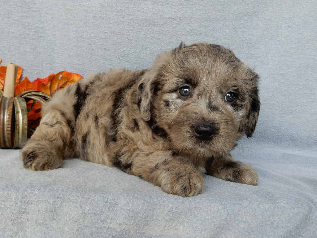 Medium F1 Labradoodle For Sale Millersburg OH Female-Dora – AC Puppies LLC