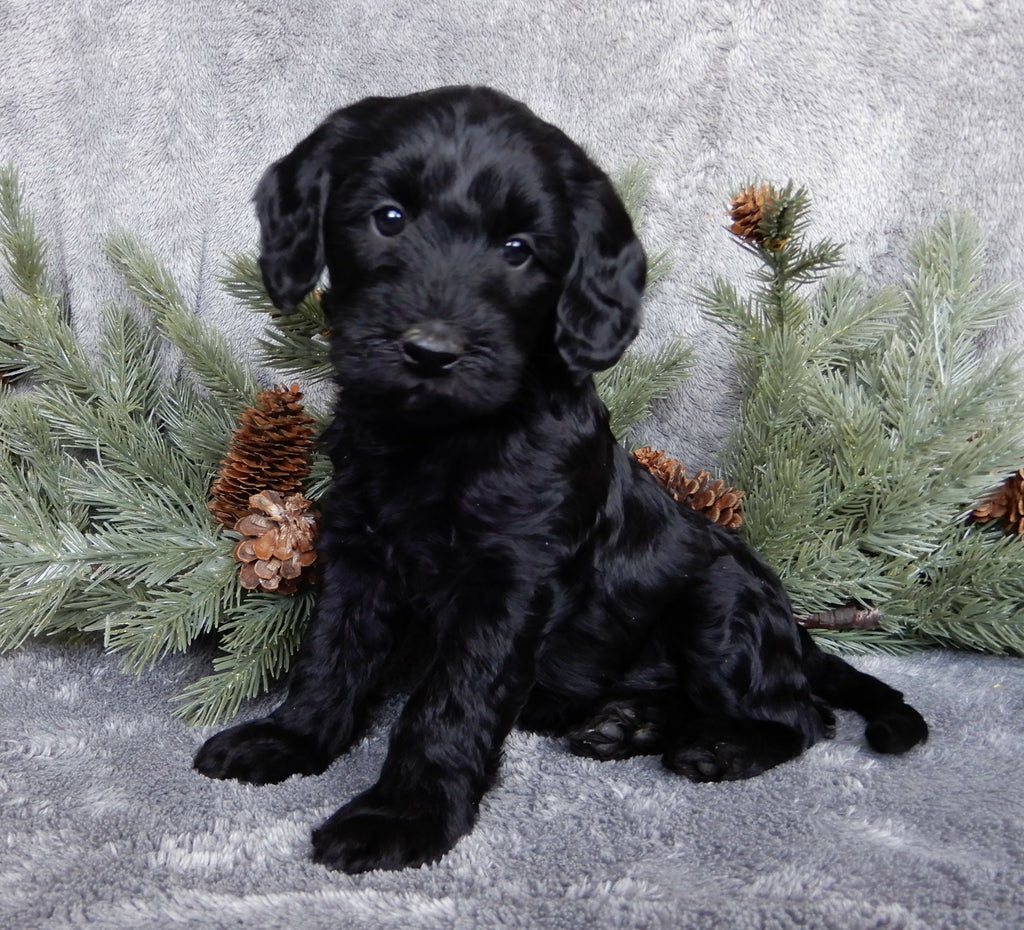 Medium F1B Labradoodle For Sale Millersburg OH Female-Bella – AC ...