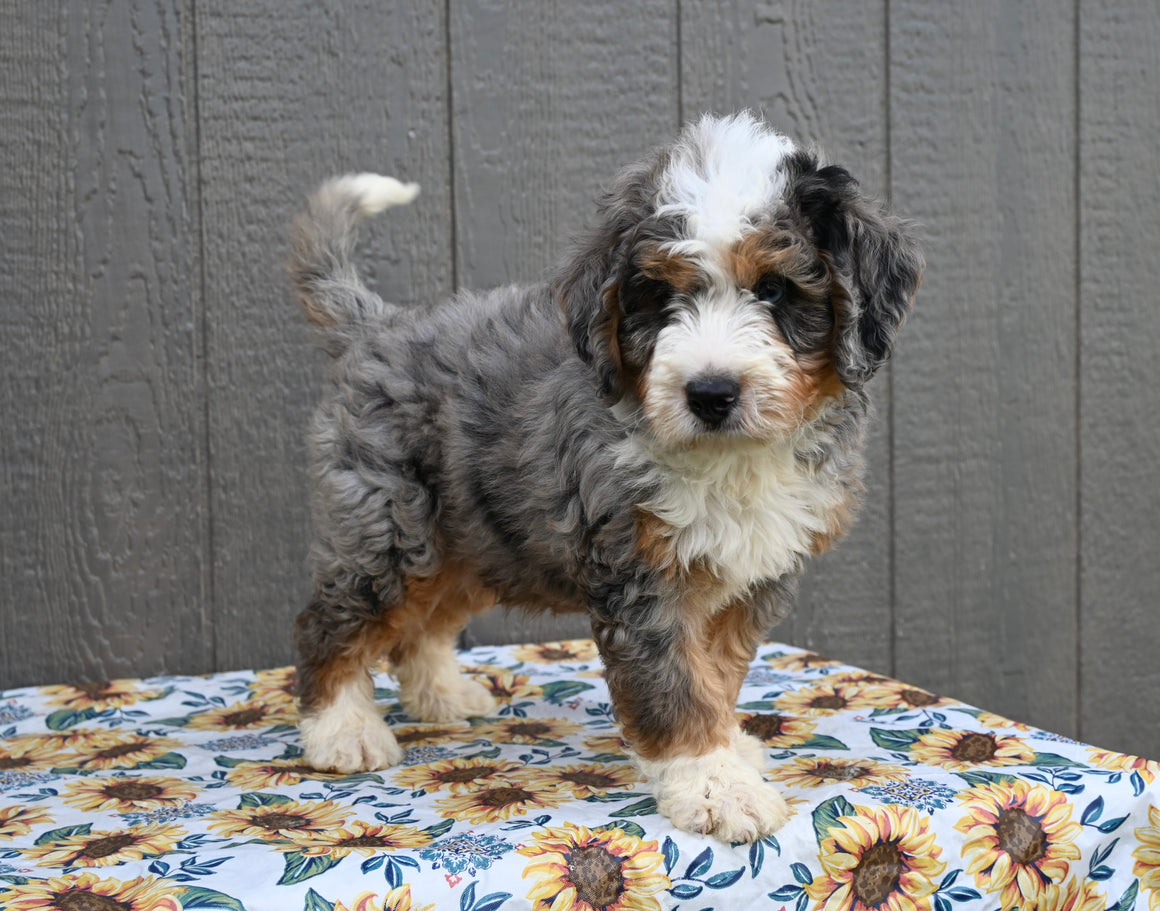 Puppies For Sale In Ohio | Shipping Available Buy Direct From Breeder ...