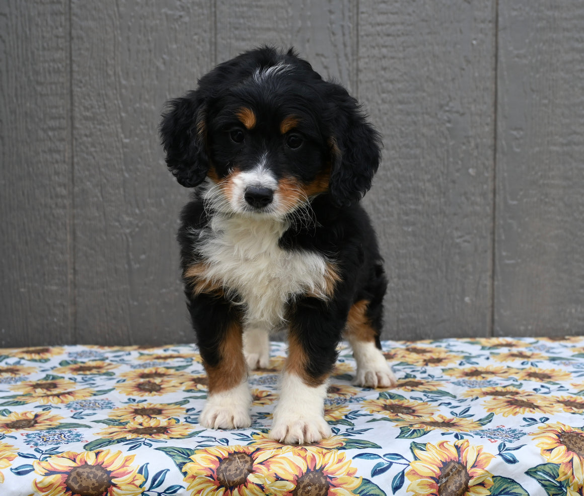 Puppies For Sale In Ohio | Shipping Available Buy Direct From Breeder ...
