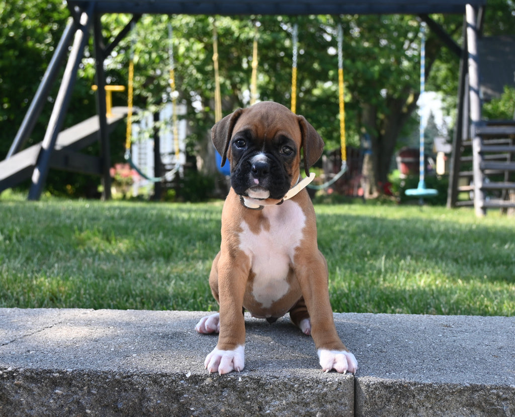 AKC Registered Boxer For Sale Fredericksburg OH Female-Lily – AC ...