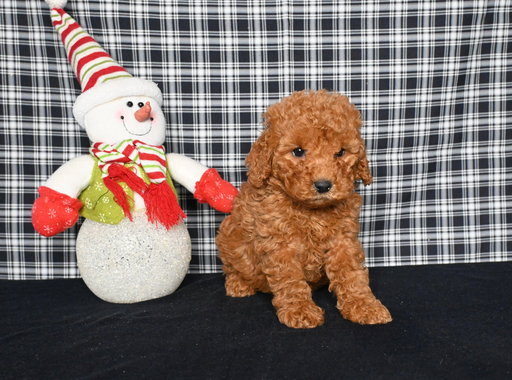 Mini F1BB Labradoodle For Sale Millersburg OH Female-Oma – AC Puppies LLC