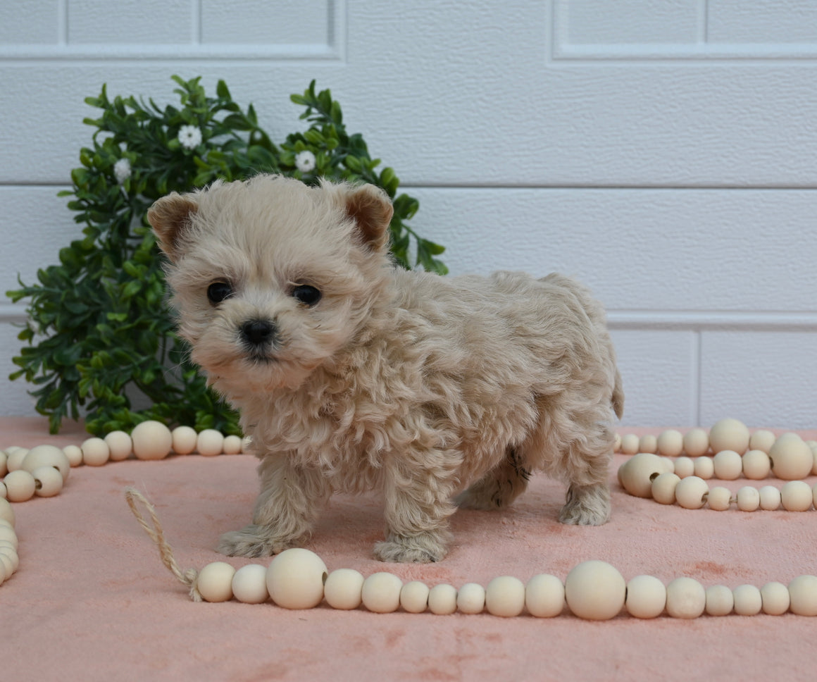 Puppies For Sale In Ohio | Shipping Available Buy Direct From Breeder ...