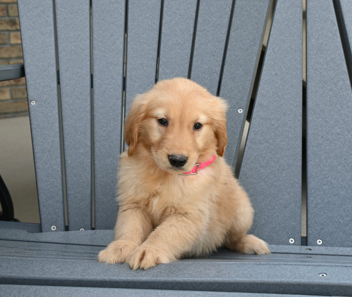 Puppies For Sale In Ohio | Shipping Available Buy Direct From Breeder ...