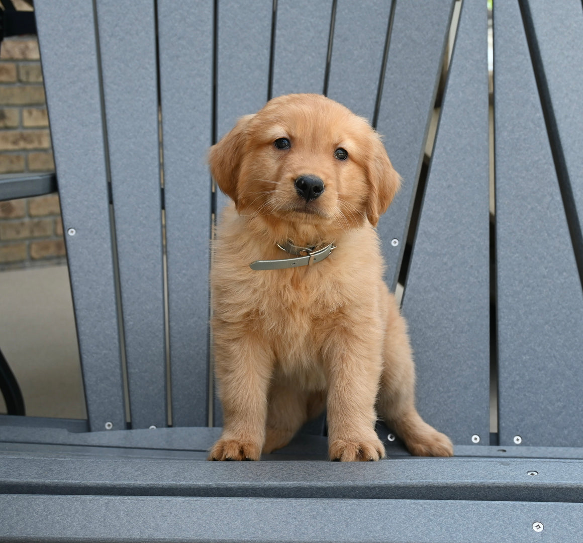 Puppies For Sale In Ohio | Shipping Available Buy Direct From Breeder ...