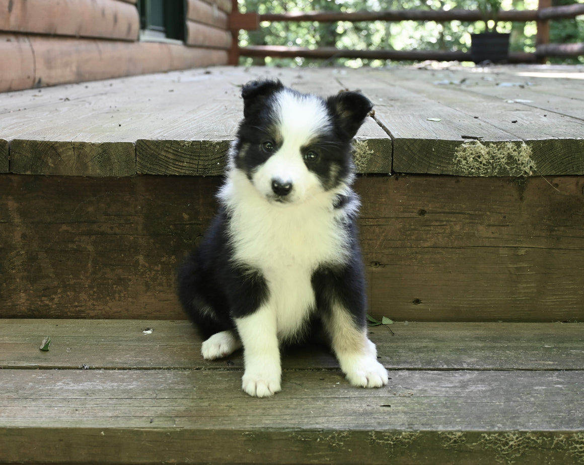 Puppies For Sale In Ohio | Shipping Available Buy Direct From Breeder ...