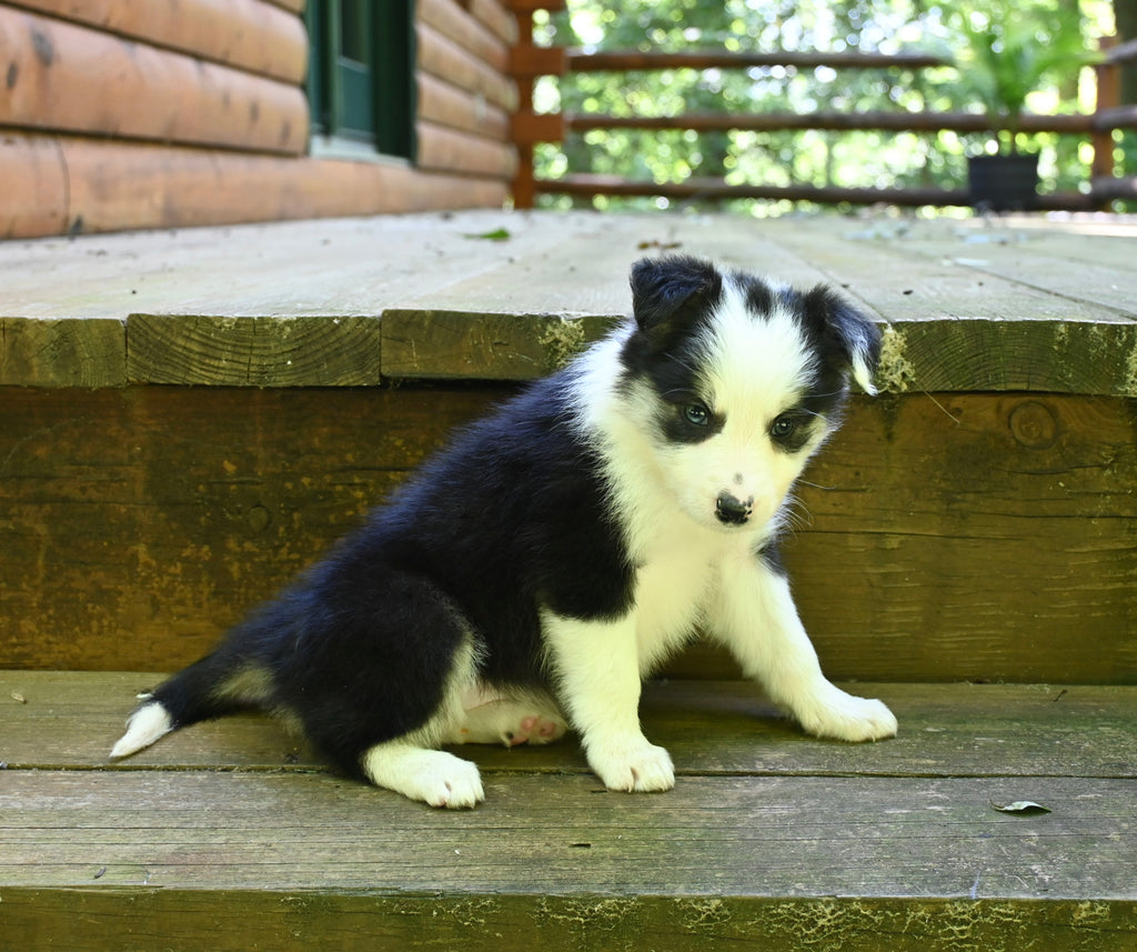 ABCA Registered Border Collie For Sale Warsaw OH Female-Molly – AC ...