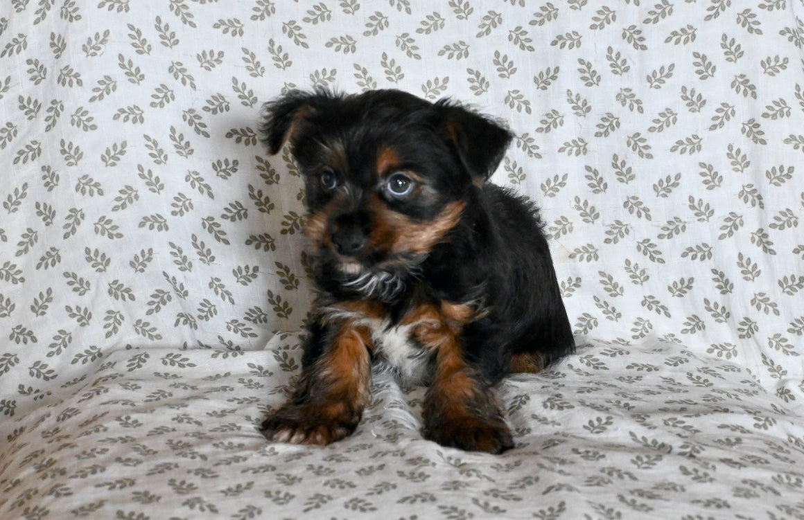 Puppies For Sale In Ohio | Shipping Available Buy Direct From Breeder ...