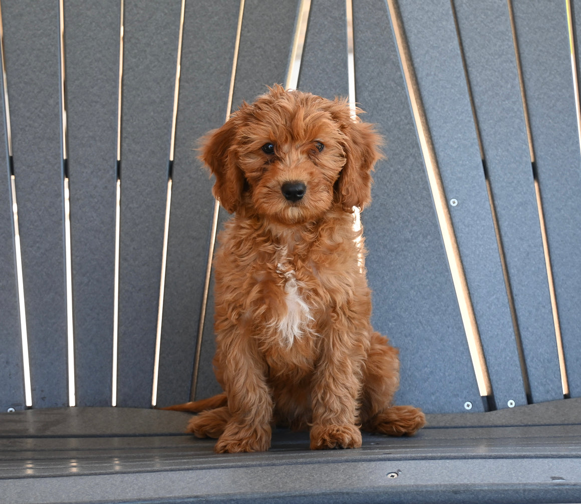 Puppies For Sale In Ohio | Shipping Available Buy Direct From Breeder ...