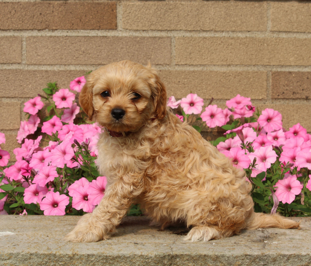 Forever Puppy For Sale Dalton OH Male-Harley – AC Puppies LLC