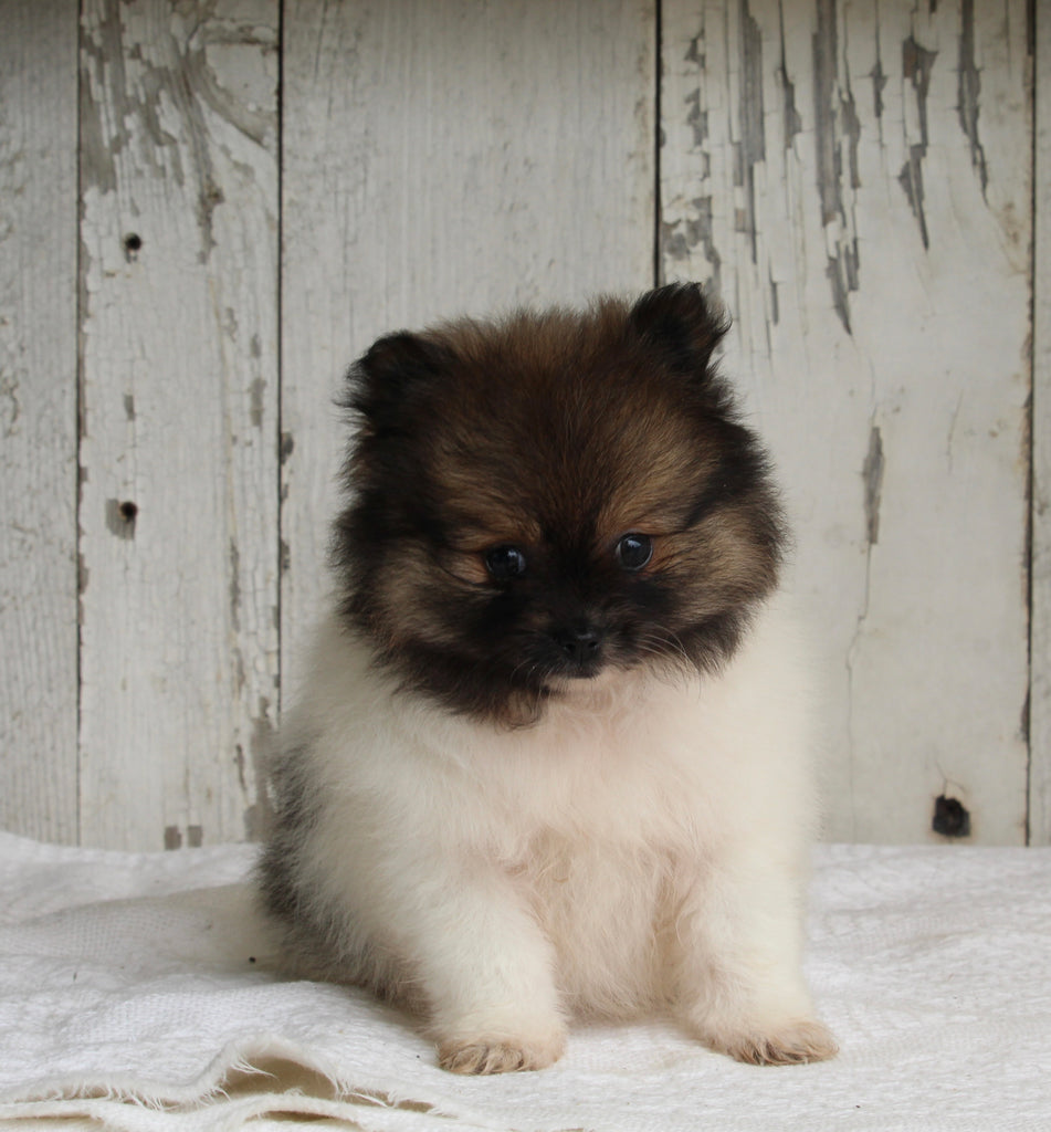ACA Registered Pomeranian For Sale Millersburg OH Female-Princess – AC ...