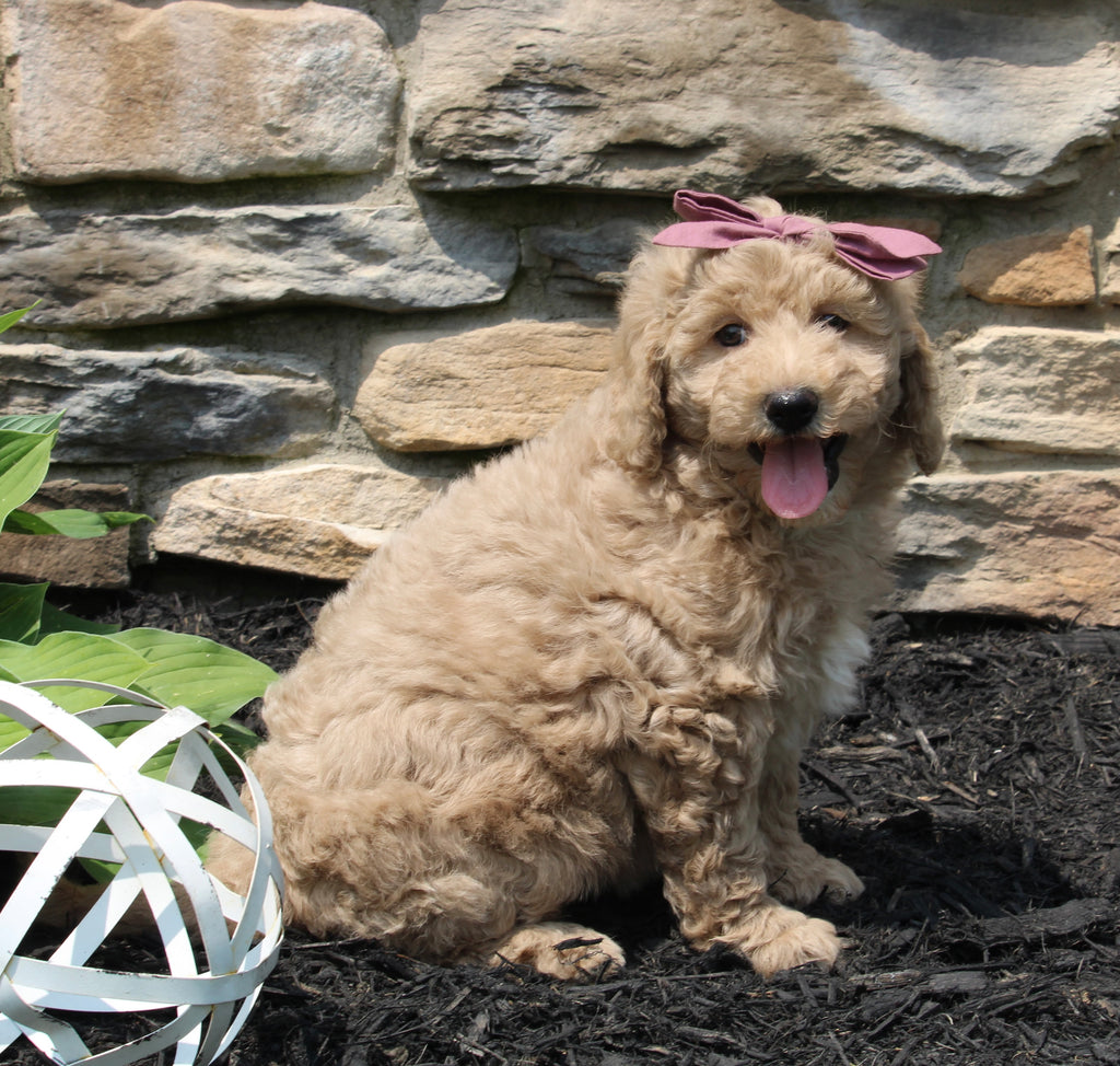 Mini Goldendoodle For Sale Sugarcreek OH Female-Willow – AC Puppies LLC