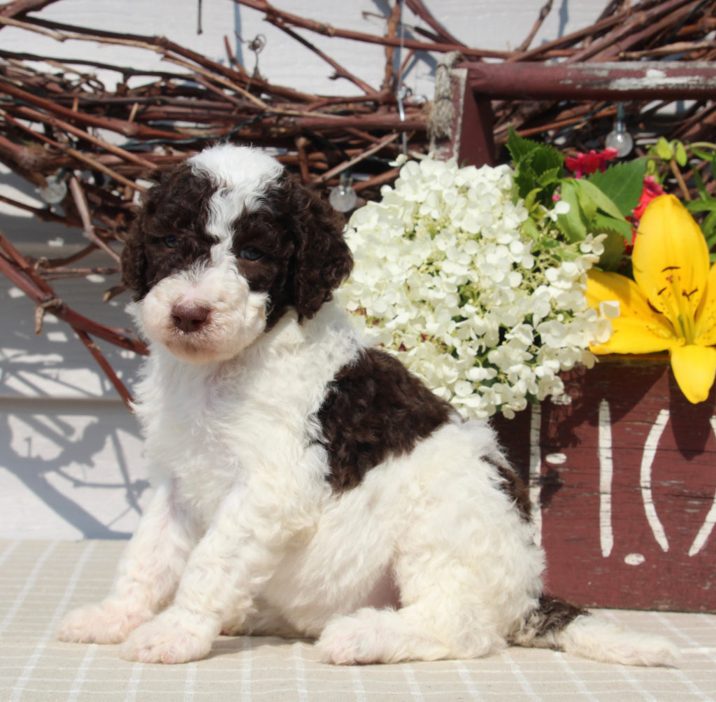 AKC Standard Poodle For Sale Sugarcreek OH Female-Marla – AC Puppies LLC