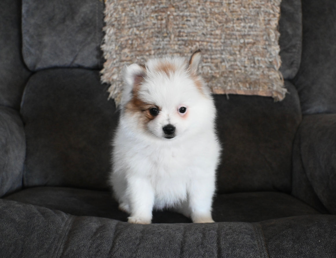 Puppies For Sale In Ohio | Shipping Available Buy Direct From Breeder ...