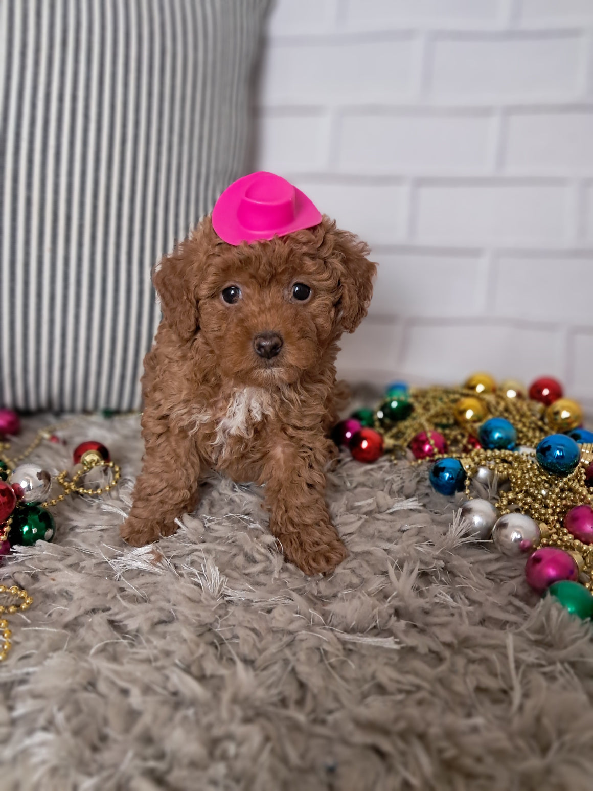 Puppies For Sale In Ohio | Shipping Available Buy Direct From Breeder ...