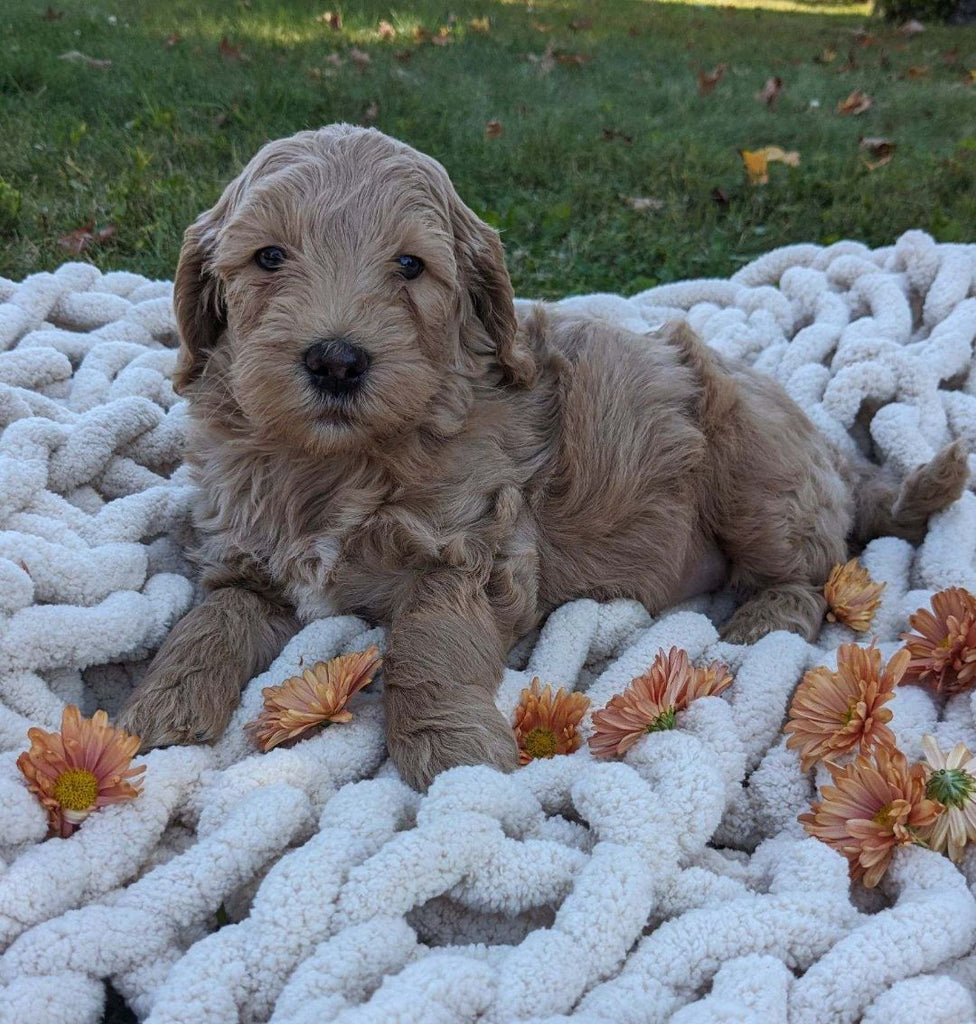 Mini Goldendoodle For Sale Fredericksburg OH Female-Lilah – AC Puppies LLC