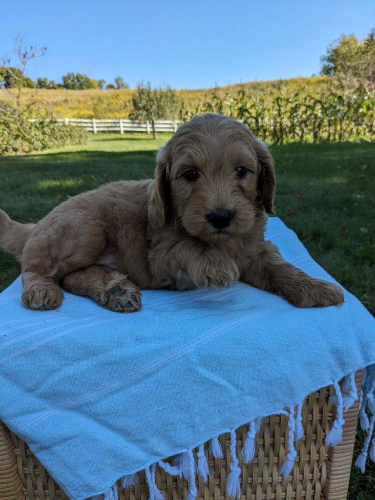 Mini Goldendoodle For Sale Fredericksburg OH Male-Monty – AC Puppies LLC