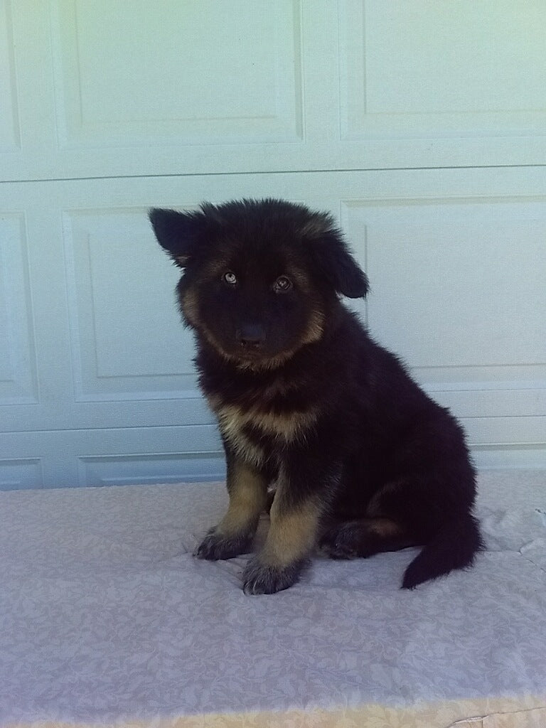 German Shepherd/ Siberian Husky For Sale Holmesville OH Male-Benji – AC ...