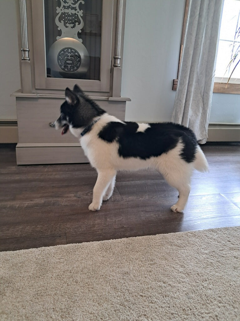 F1B Pomsky For Sale Sugarcreek OH – AC Puppies LLC