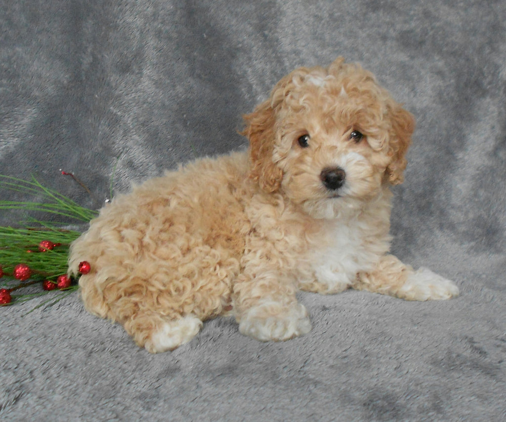 F1B Cockapoo For Sale Millersurg, OH Female-Bella – AC Puppies LLC