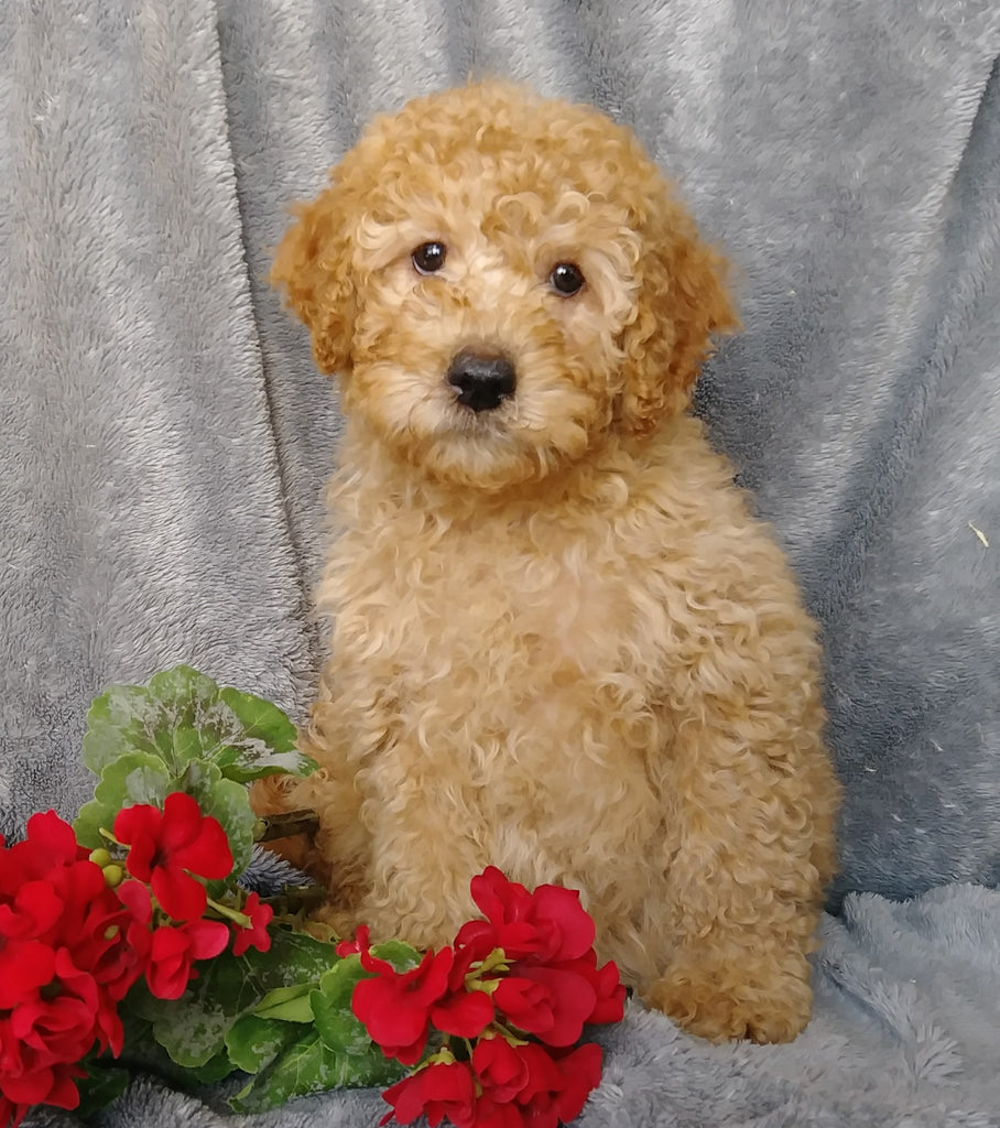 Medium F1B Labradoodle For Sale Millersburg, OH Female- Belle – AC ...
