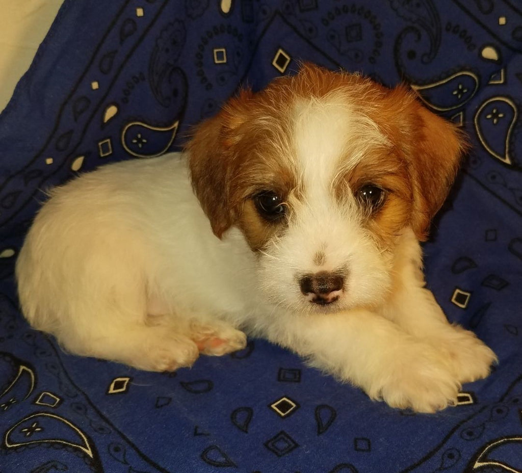 Jack-a-poo For Sale Fredericksburg, OH Male- Bo – AC Puppies LLC