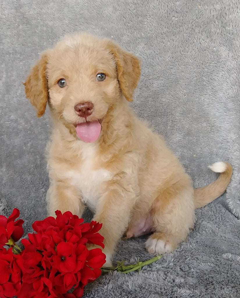 Mini F1B Labradoodle For Sale Millersburg, OH Male- Copper – AC Puppies LLC