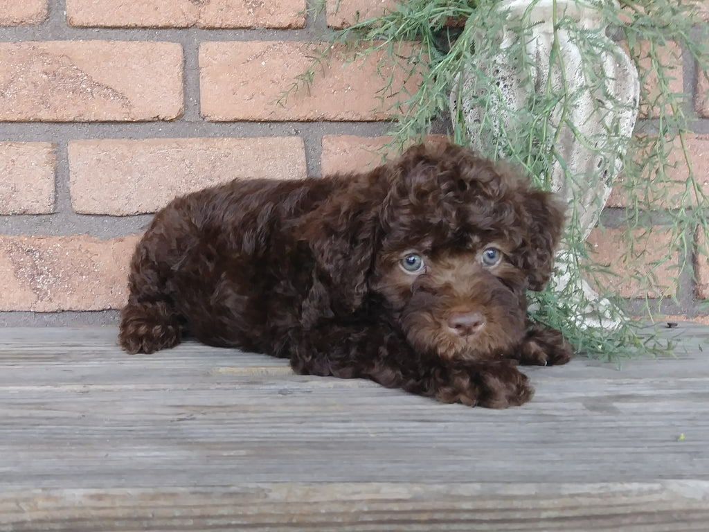 F1B Mini Labradoodle For Sale Millersburg, OH Female- Curly Q – AC ...