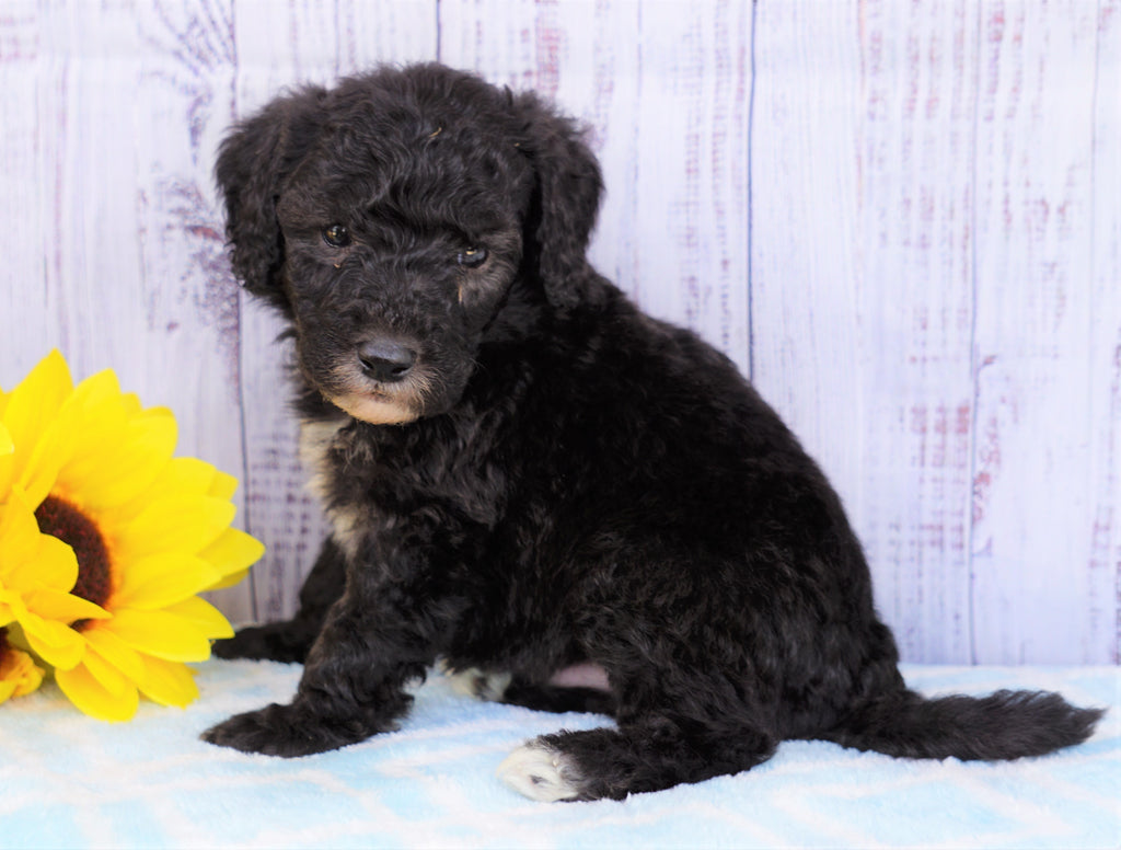 F1B Mini Sheepadoodle For Sale Applecreek, OH Male- Bingo – AC Puppies LLC