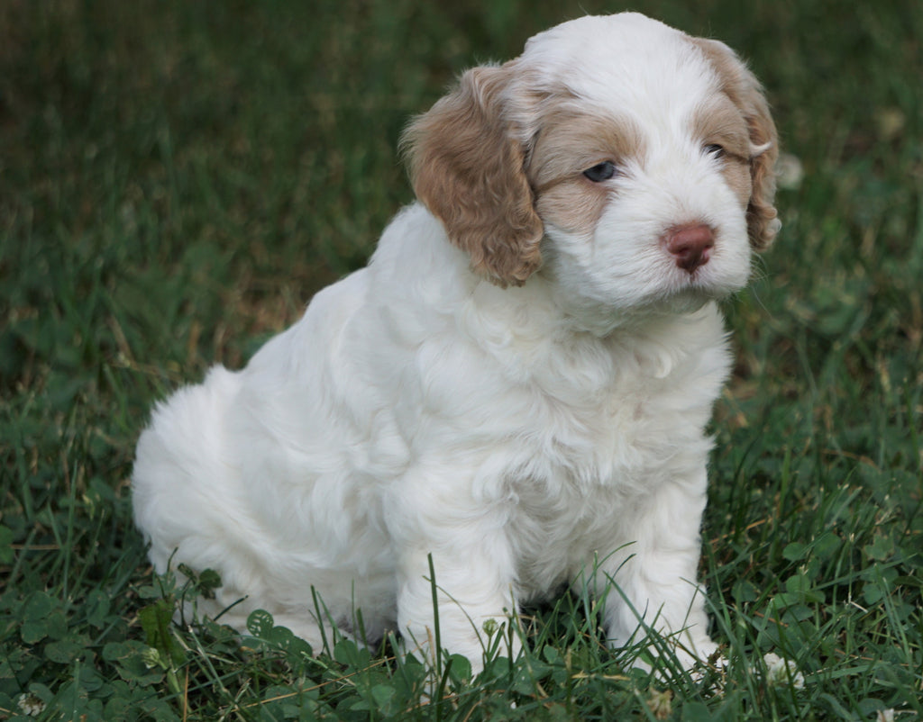 Cockapoo For Sale Wooster, OH Male- Toby – AC Puppies LLC
