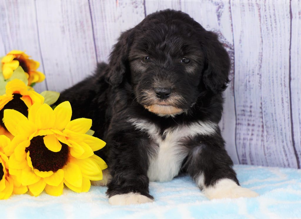 F1B Mini Sheepadoodle For Sale Applecreek, OH Female- Pearl – AC ...