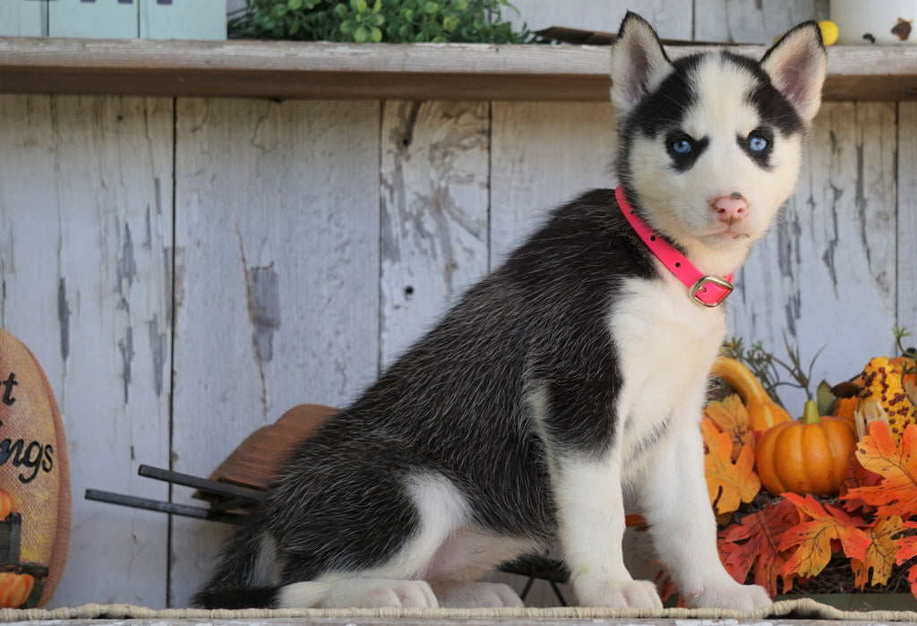 AKC Registered Siberian Husky For Sale Millersburg, OH Female- Ginger ...