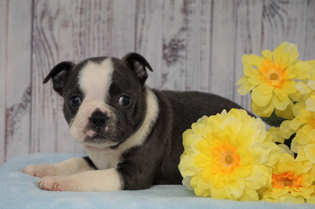 AKC Registered Boston Terrier For Sale Warsaw, OH Male- Russel – AC ...