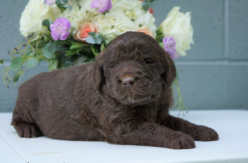 Newfypoo (Standard) For Sale Millersburg, OH Male- Cody – AC Puppies LLC