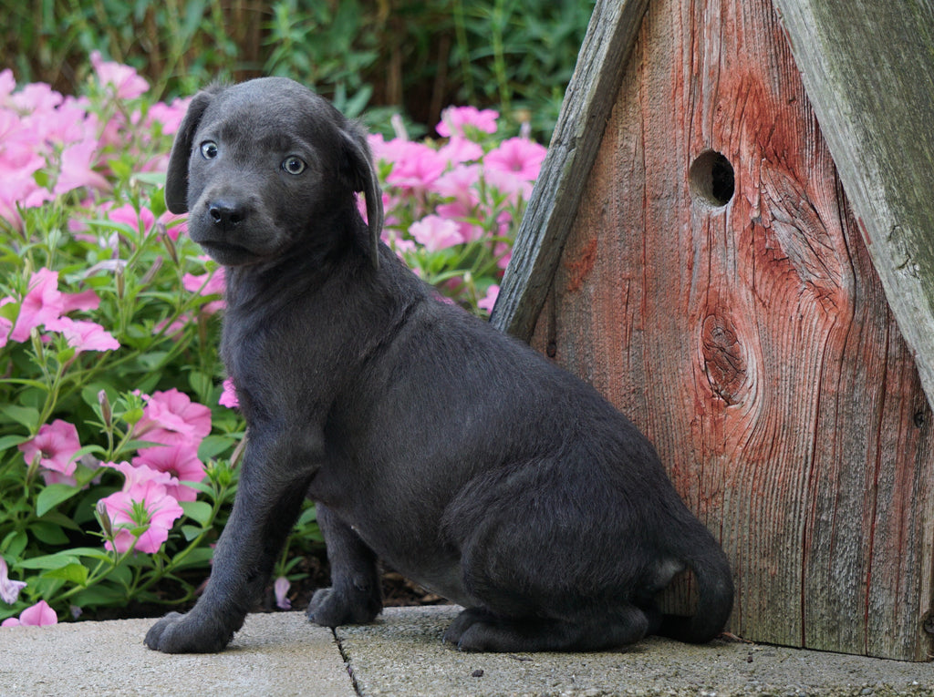 AKC Registered Charcoal Labrador Retriever For Sale Sugarcreek, OH Mal ...