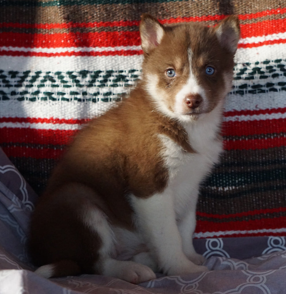 Siberian Husky For Sale Fredericksburg, OH Female - Violet – AC Puppies LLC