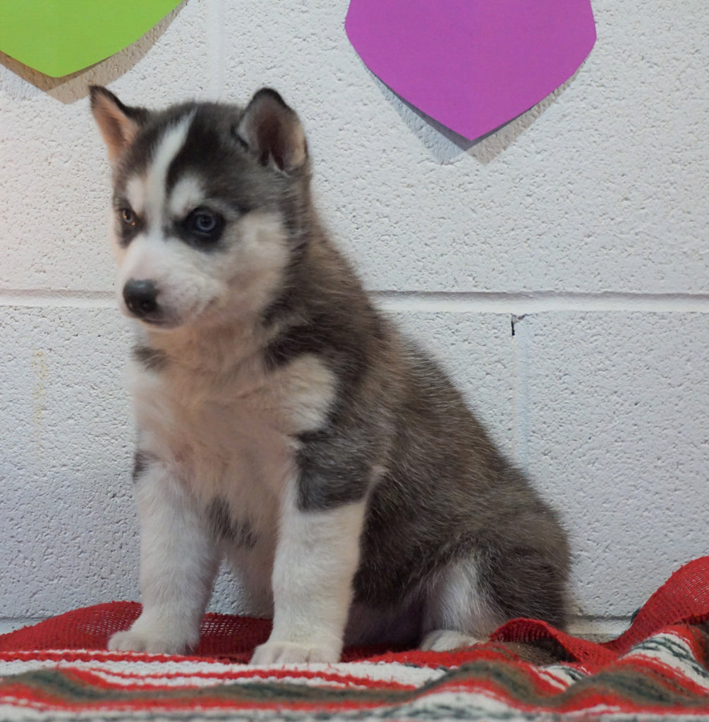 Siberian Husky For Sale Fredericksburg, OH Male - Bentley – AC Puppies LLC