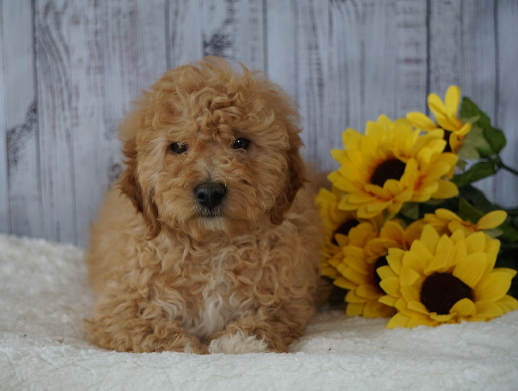 F1B Mini Goldendoodle For Sale Holmesville OH Male- Jeff – AC Puppies LLC