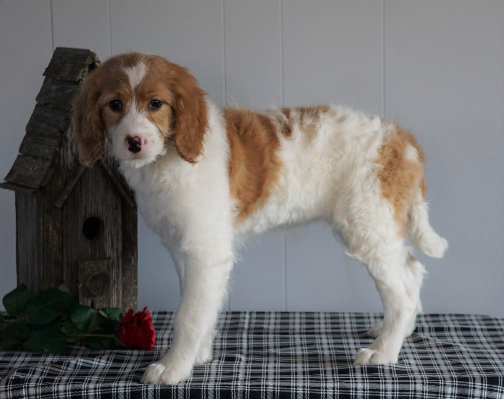 F1B Mini Labradoodle For Sale Millersburg, OH Female- Fancy – AC ...