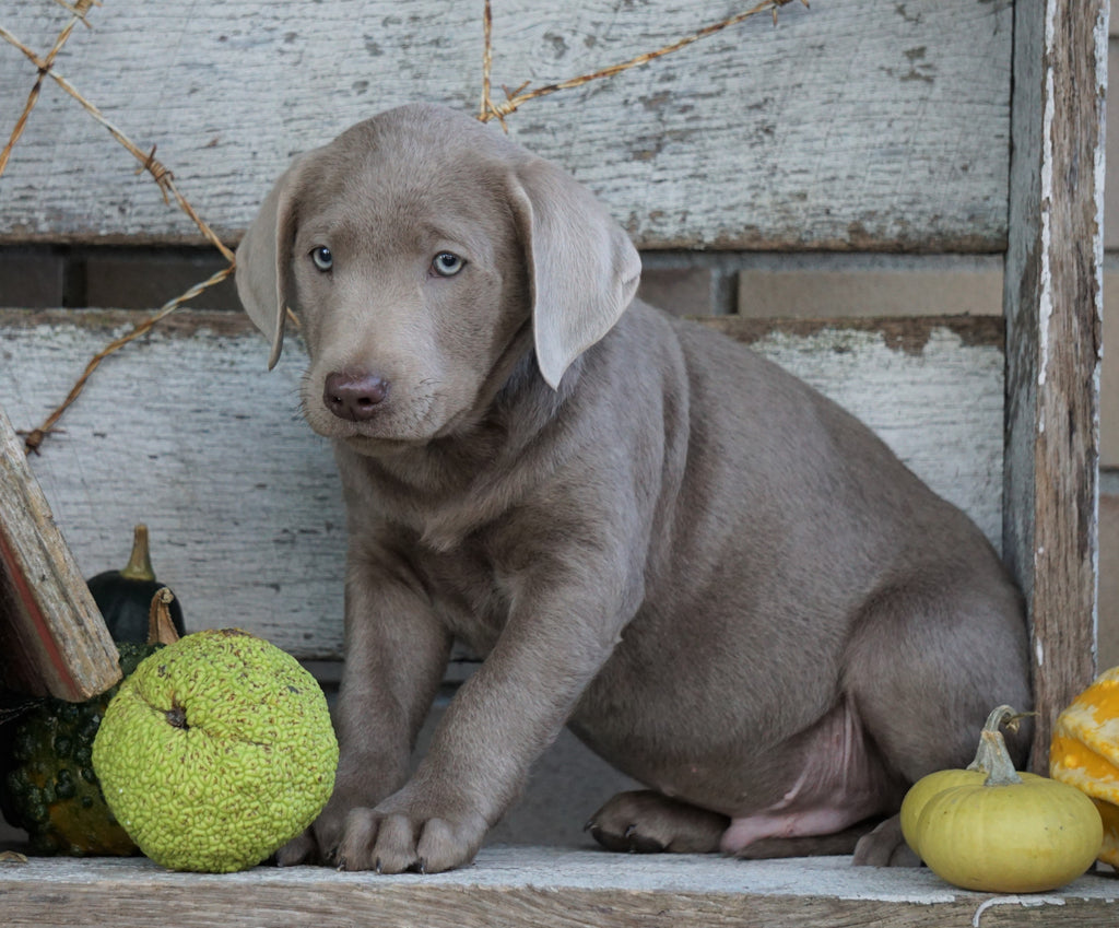 AKC Registered Silver Labrador Retriever Puppy For Sale Sugarcreek, OH ...