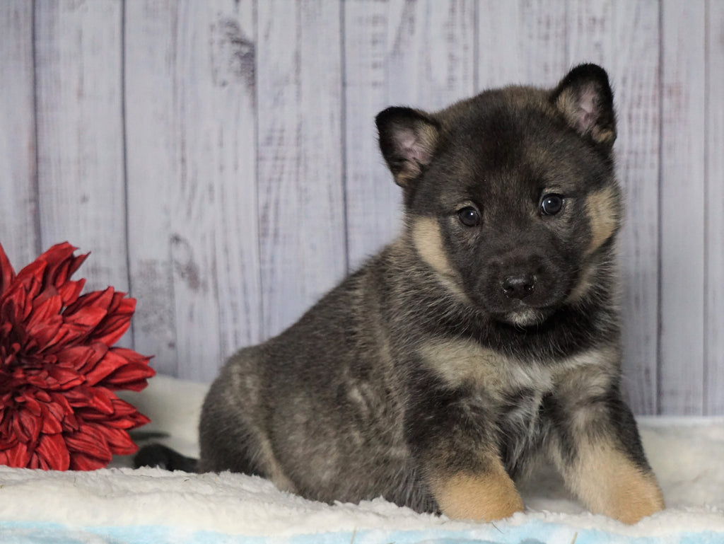 Norwegian Elkhound Hybrid For Sale Adamsville, OH Female - Lulu – AC ...