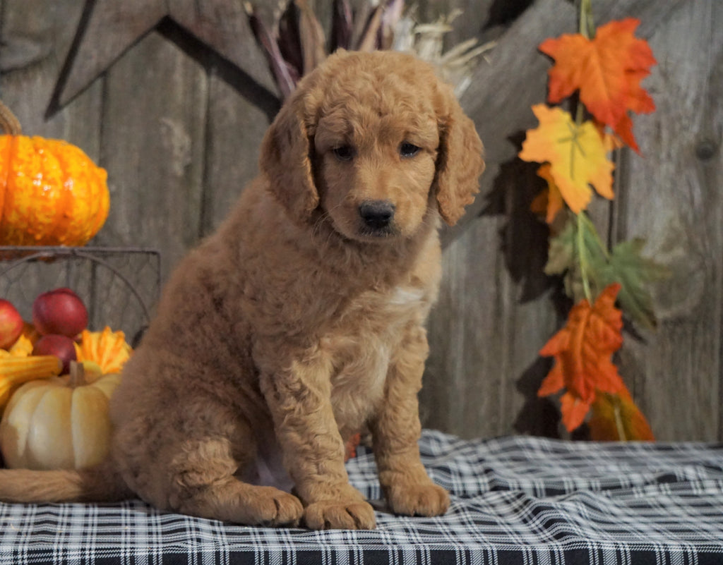 F1B Medium Labradoodle For Sale Millersburg, OH Female- Rolo – AC ...