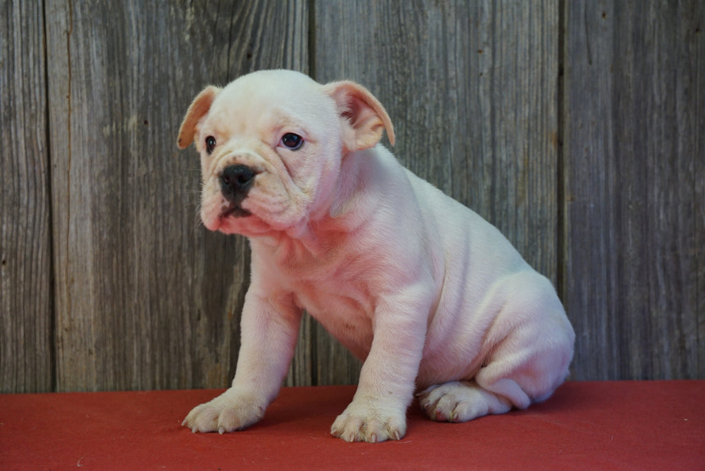 Beabull Puppy For Sale Fresno OH Female Rox Ann – AC Puppies LLC