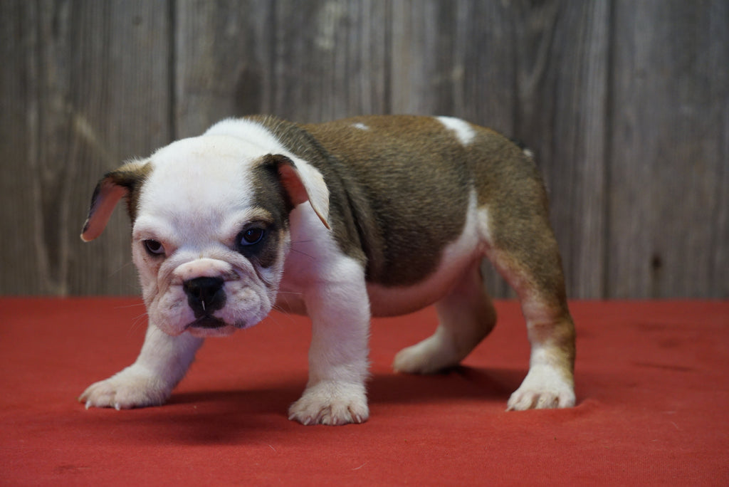 Beabull Puppy For Sale Fresno OH Female Bonnie – AC Puppies LLC