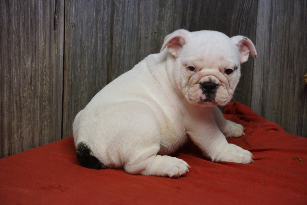 Beabull Puppy For Sale Fresno OH Male Toby – AC Puppies LLC
